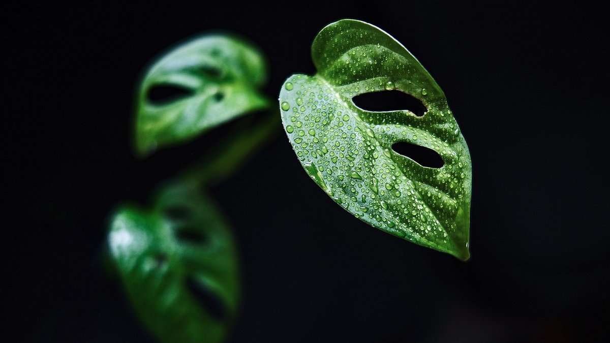Unlocking Monstera Fenestration Secrets - Plant Grower World