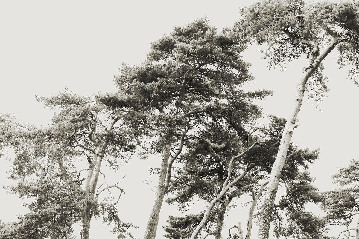 Unlocking Scots Pine Secrets: Characteristics and Uses - Plant Grower World