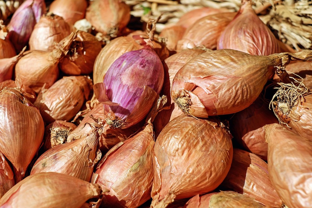 Mastering Shallot Planting: Tips and Tricks for Success - Plant Grower ...