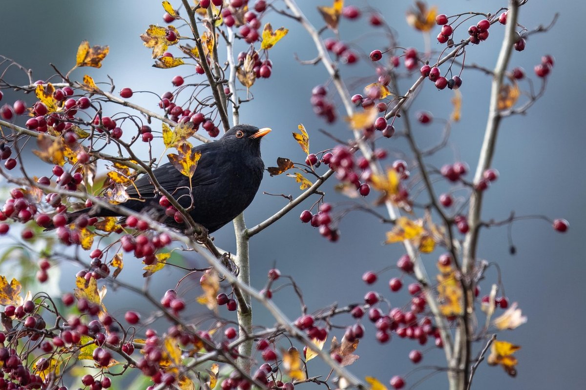 Choose Native Shrubs to Attract Wildlife & Thrive - Plant Grower World