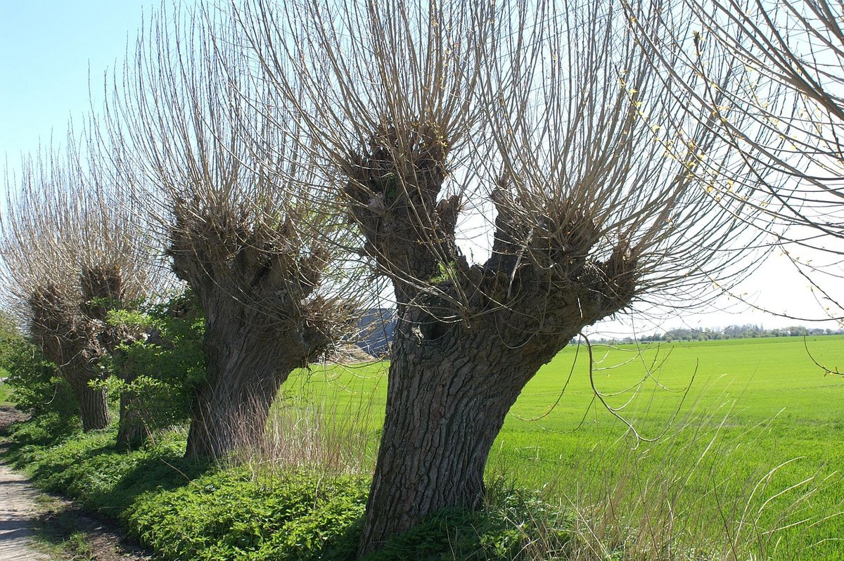 Unlock Root Growth with Willow Water Hormone Guide - Plant Grower World
