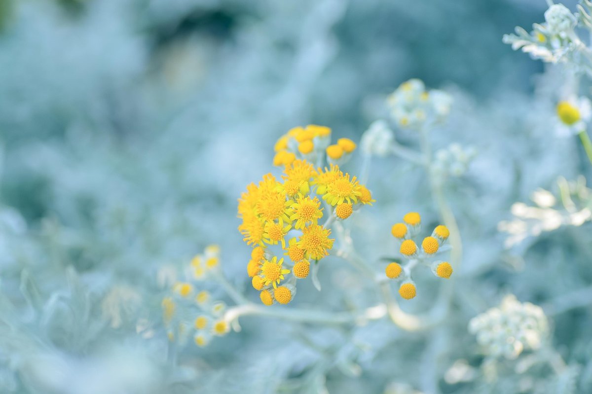 Fix Yellow Leaves on Plants: Causes, Symptoms & Solutions - Plant ...