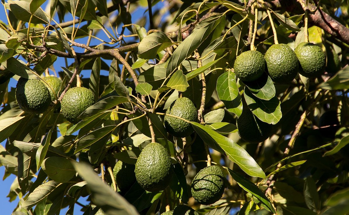 Grow Avocados from Seed to Fruit with Our Comprehensive Guide - Plant ...