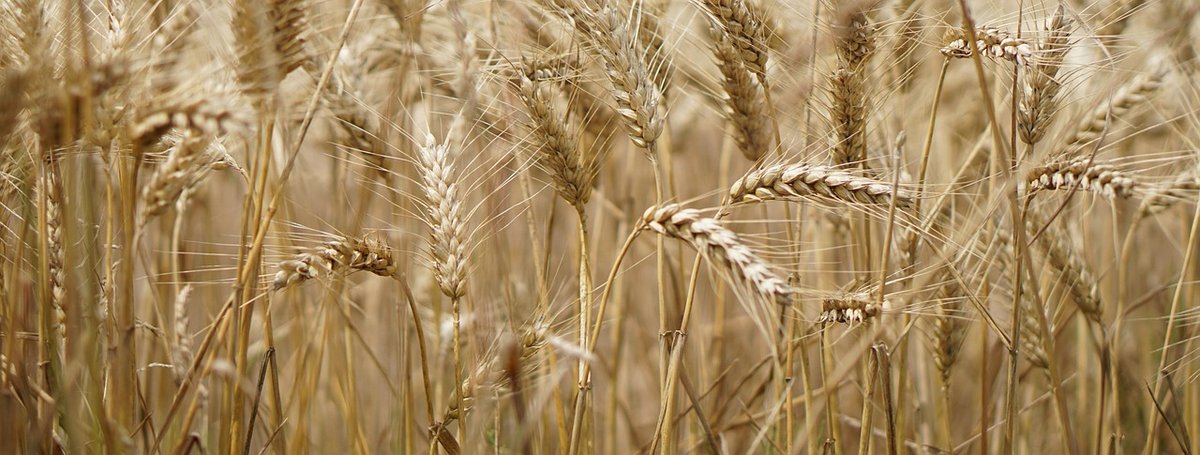 Cool Season Crops List: Growing Success in Every Region - Plant Grower ...