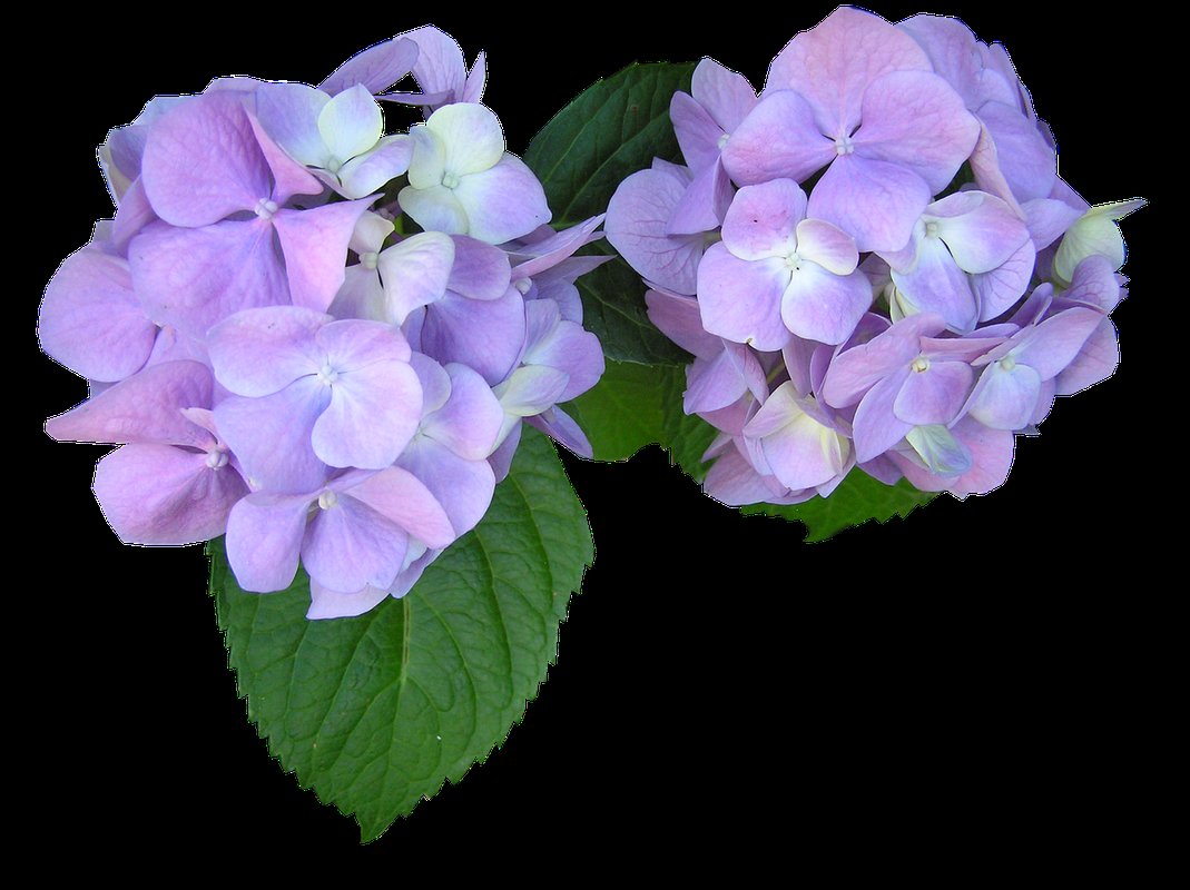 Cut Back Hydrangeas for Winter with These Essential Techniques - Plant ...