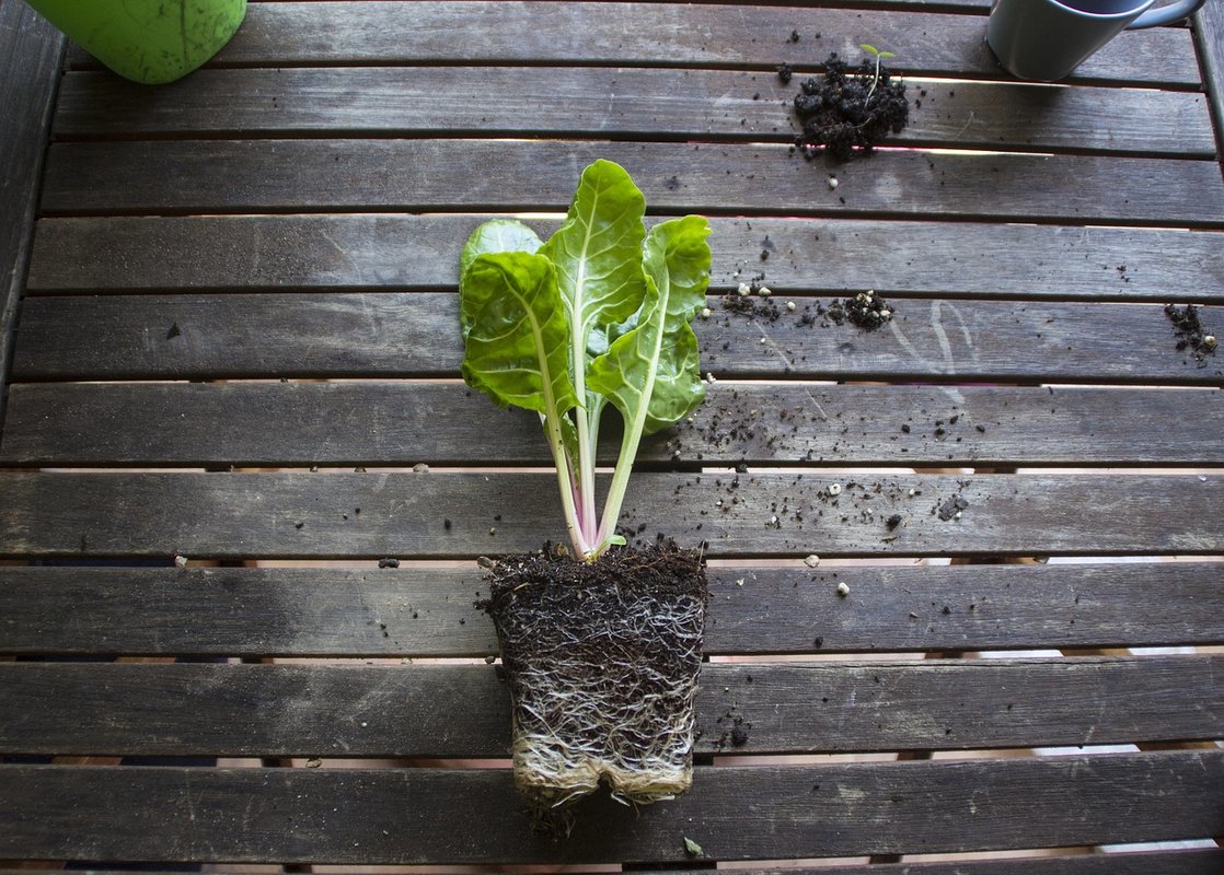 Unlock Swiss Chard Roots Hidden Health Benefits Now! - Plant Grower World