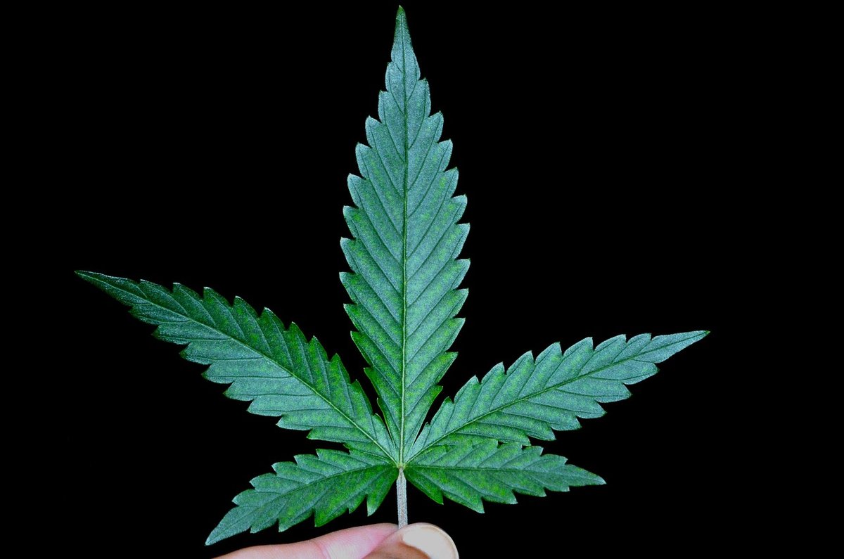 Weed Identification in Garden Beds Made Easy: A Step-by-Step Guide ...